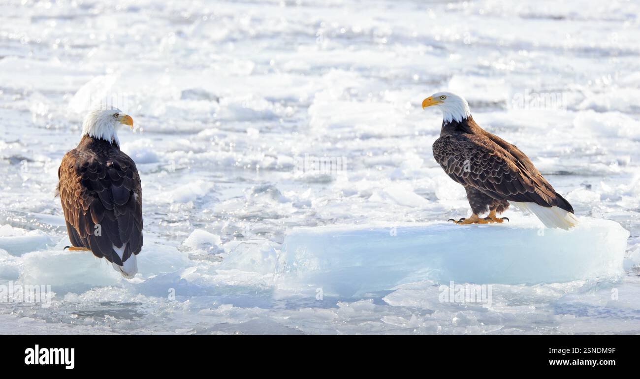 Two Bald eagles sitting on small icebergs on frozen Ontario Lake ...