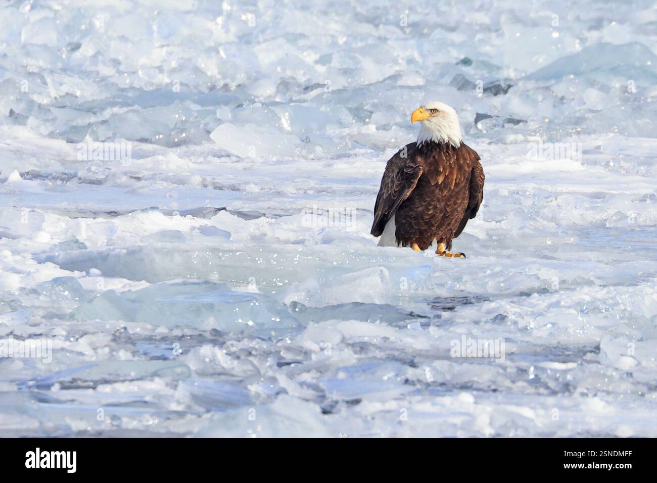 Two Bald eagles sitting on the ice on frozen Ontario Lake, Canada Stock ...