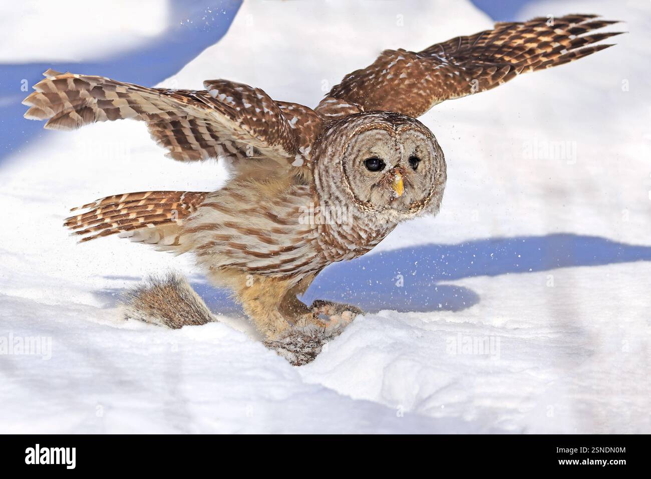 Barred owl with its prey in the snow, Quebec, Canada Stock Photo - Alamy