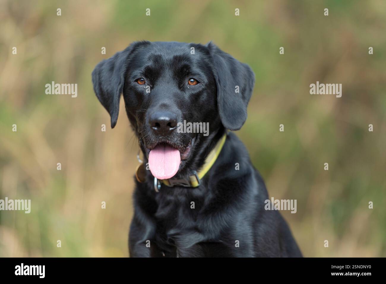 black Labrador retriever dog head and shoulders Stock Photo - Alamy