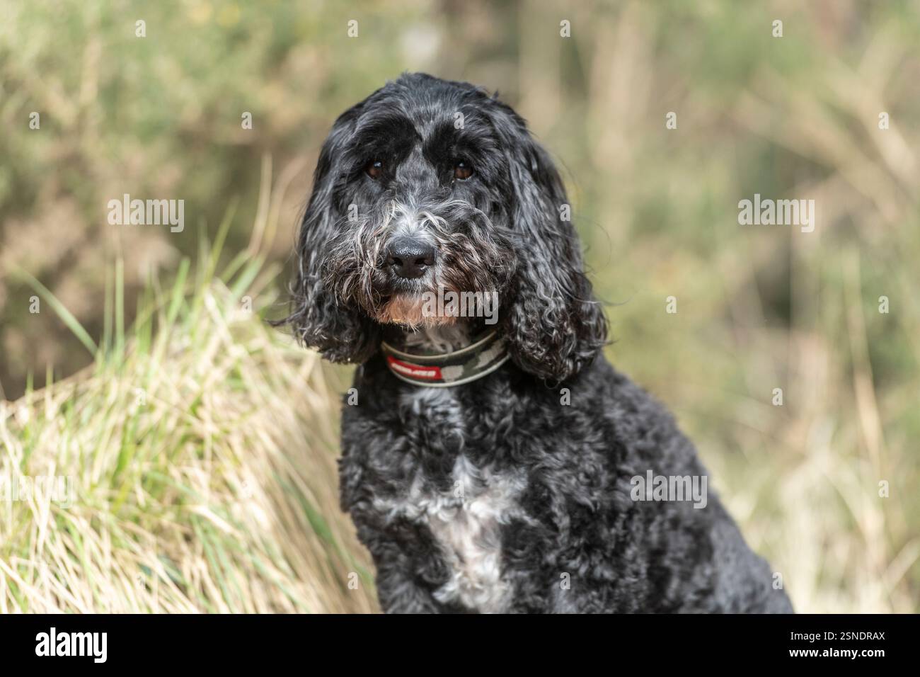 black cockapoo dog sitting down Stock Photo - Alamy