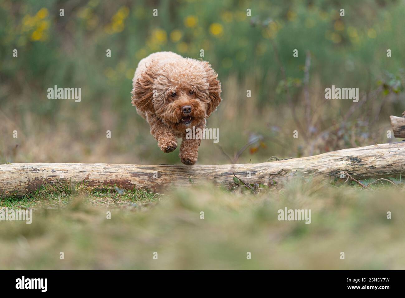 cockapoo dog jumping a log Stock Photo - Alamy