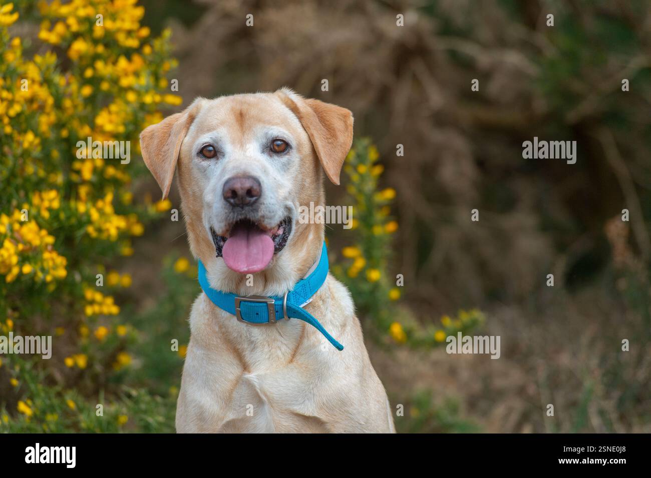 head and shoulders of a yellow labrador dog Stock Photo - Alamy