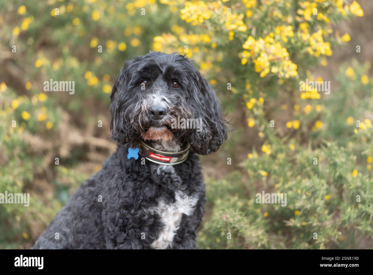 head and shoulders of cockapoo dog Stock Photo - Alamy
