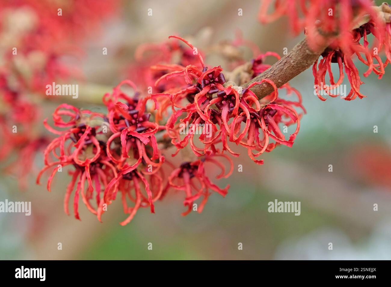 Red Hamamelis x intermedia ‘Rubin’, winter witch hazel in flower Stock ...