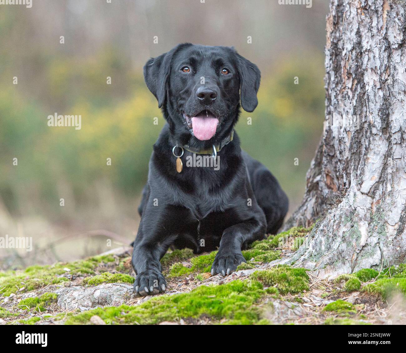 black Labrador retriever dog lying down in countryside Stock Photo - Alamy