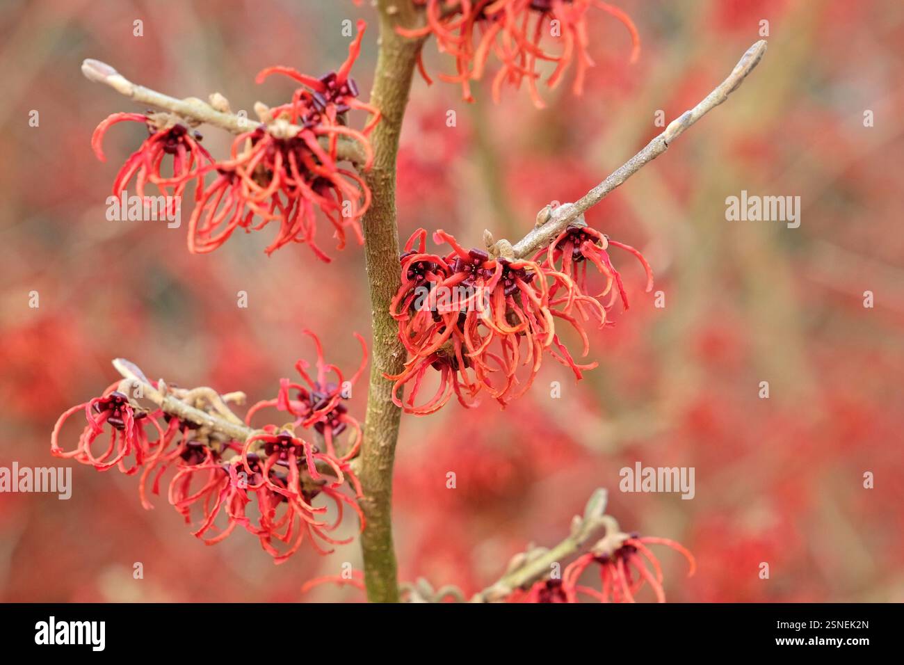 Red Hamamelis x intermedia ‘Rubin’, winter witch hazel in flower Stock ...