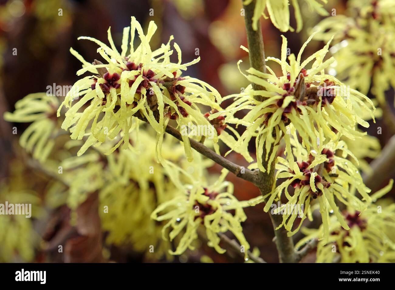 Bright yellow Hamamelis x intermedia ‘Sunburst’, winter witch hazel in ...