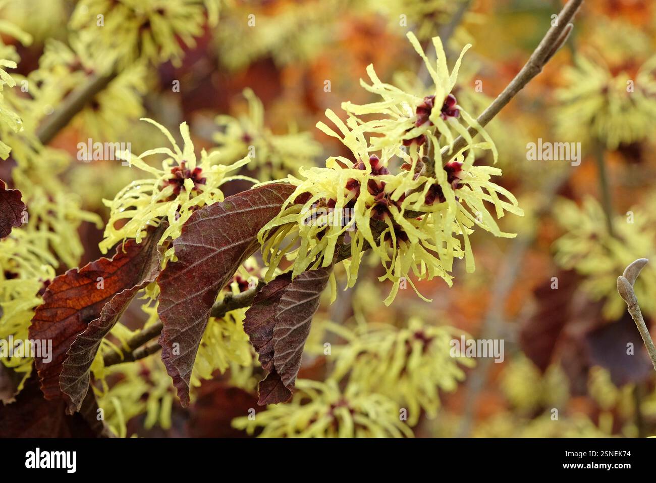 Bright yellow Hamamelis x intermedia ‘Sunburst’, winter witch hazel in ...