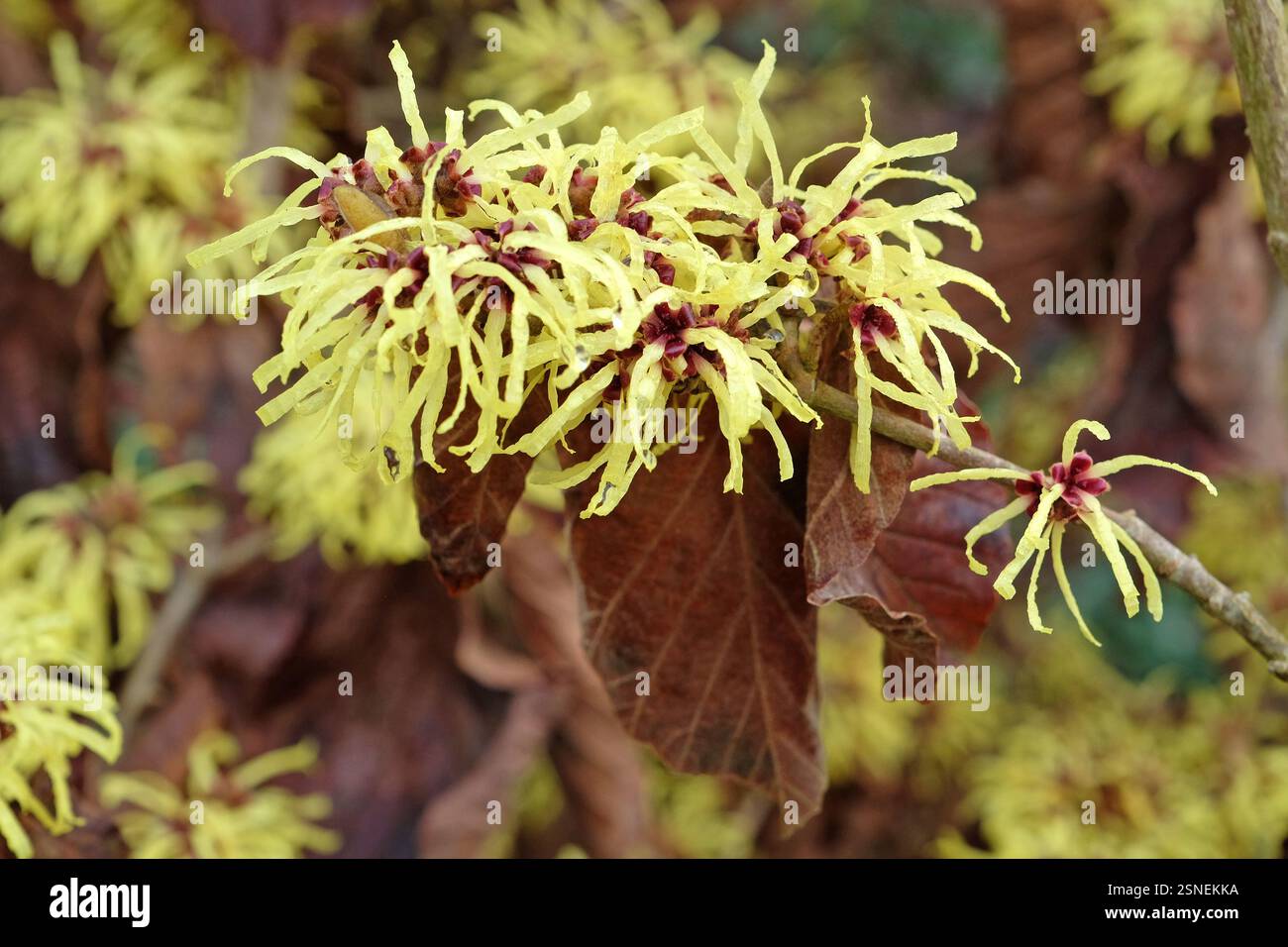 Bright yellow Hamamelis x intermedia ‘Sunburst’, winter witch hazel in ...