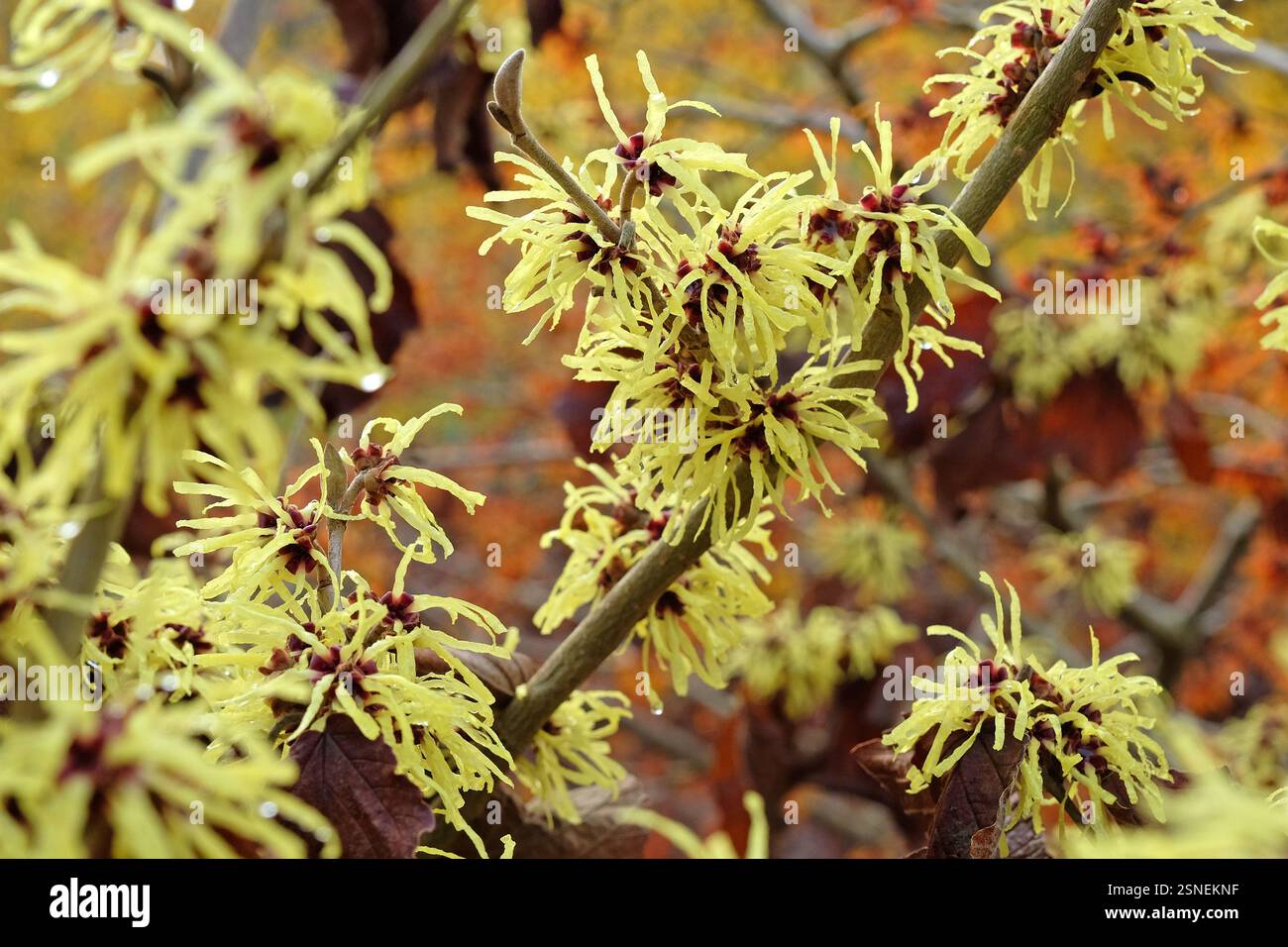 Bright yellow Hamamelis x intermedia ‘Sunburst’, winter witch hazel in ...