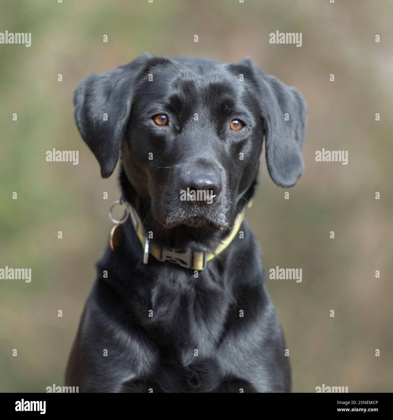 black Labrador retriever dog Stock Photo - Alamy