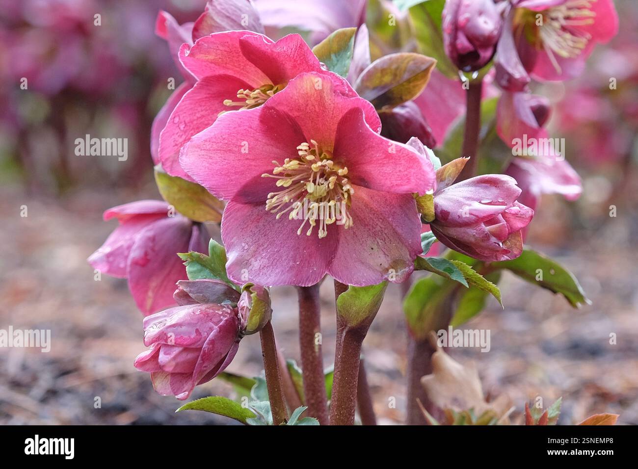 Helleborus, also known as hellebore, snow rose, lenten rose, ‘Ice And ...