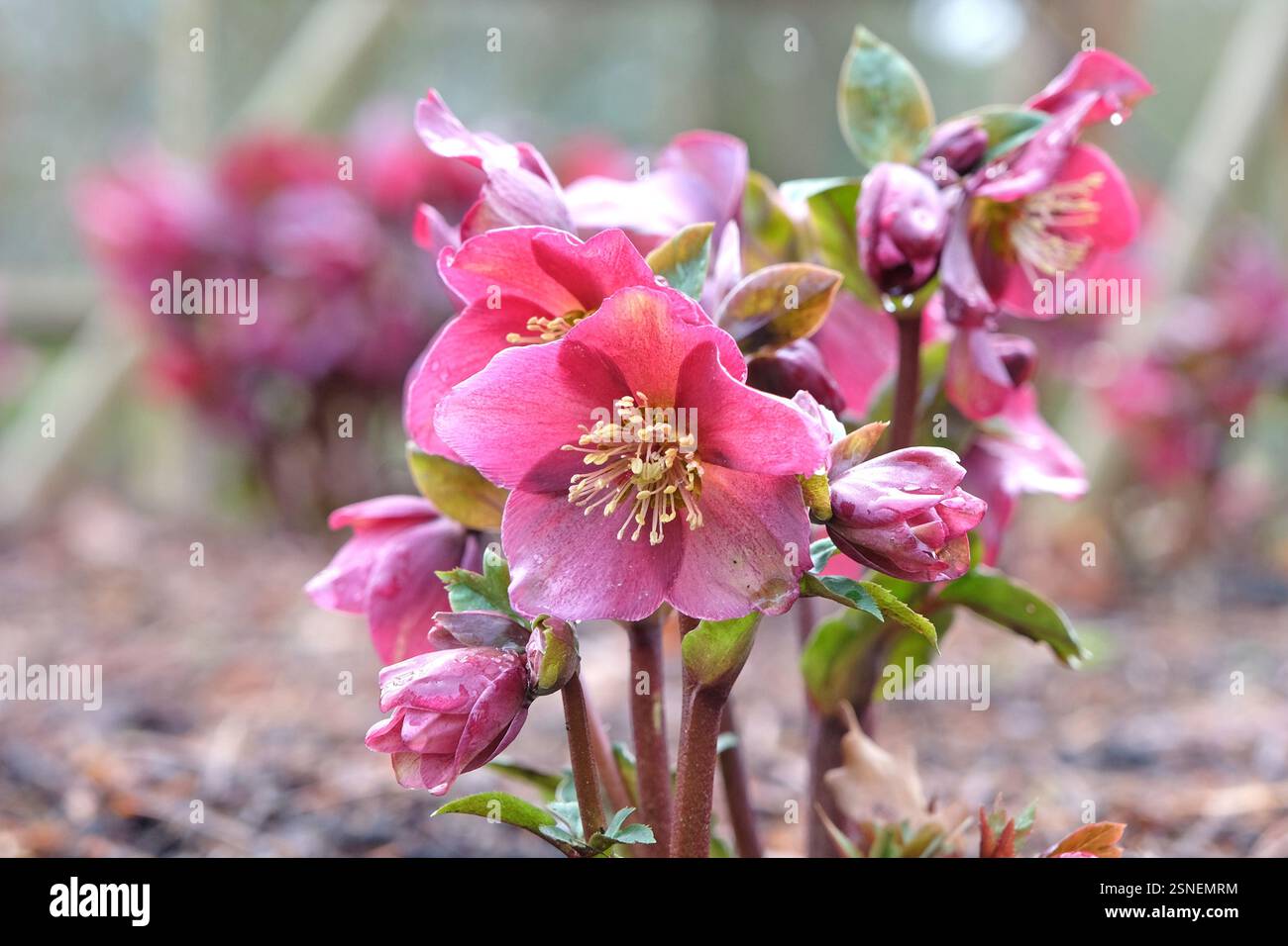 Helleborus, also known as hellebore, snow rose, lenten rose, ‘Ice And ...