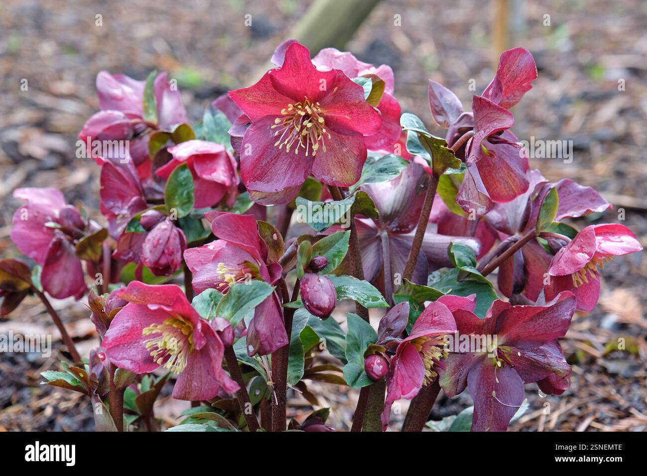 Helleborus, also known as hellebore, snow rose, lenten rose, ‘Ice And ...