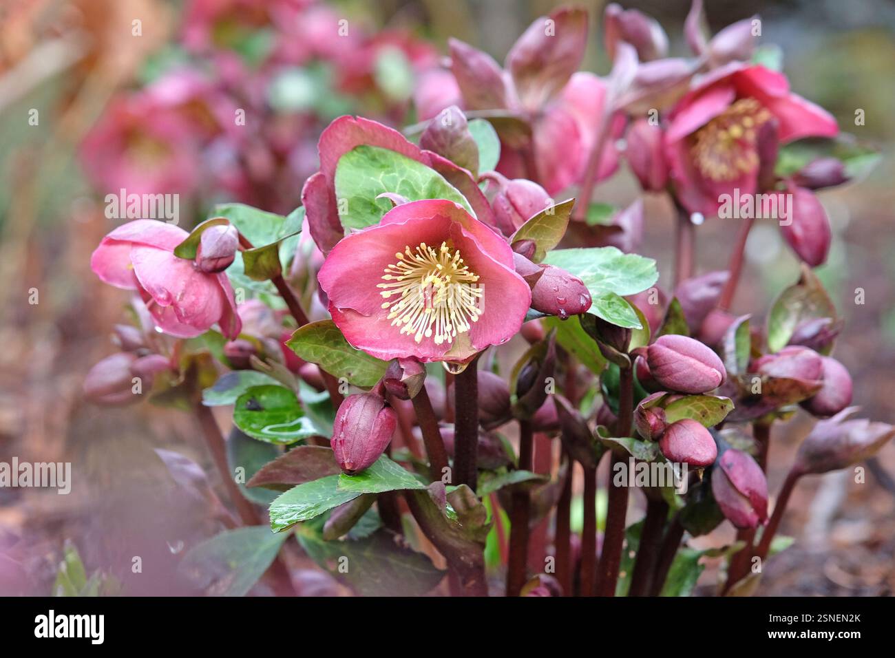 Helleborus, also known as hellebore, snow rose, lenten rose, ‘Anna’s ...