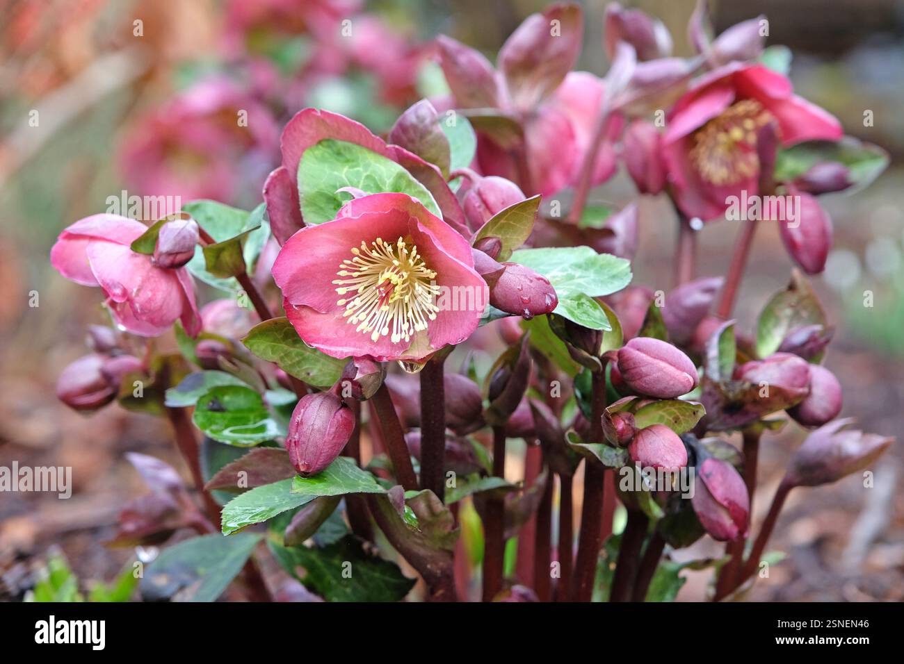 Helleborus, also known as hellebore, snow rose, lenten rose, ‘Anna’s ...