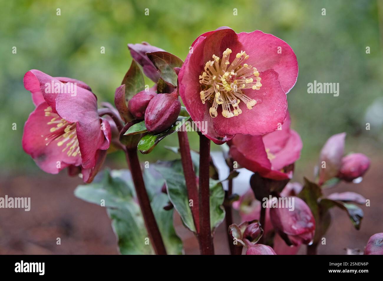 Helleborus, also known as hellebore, snow rose, lenten rose, ‘Anna’s ...