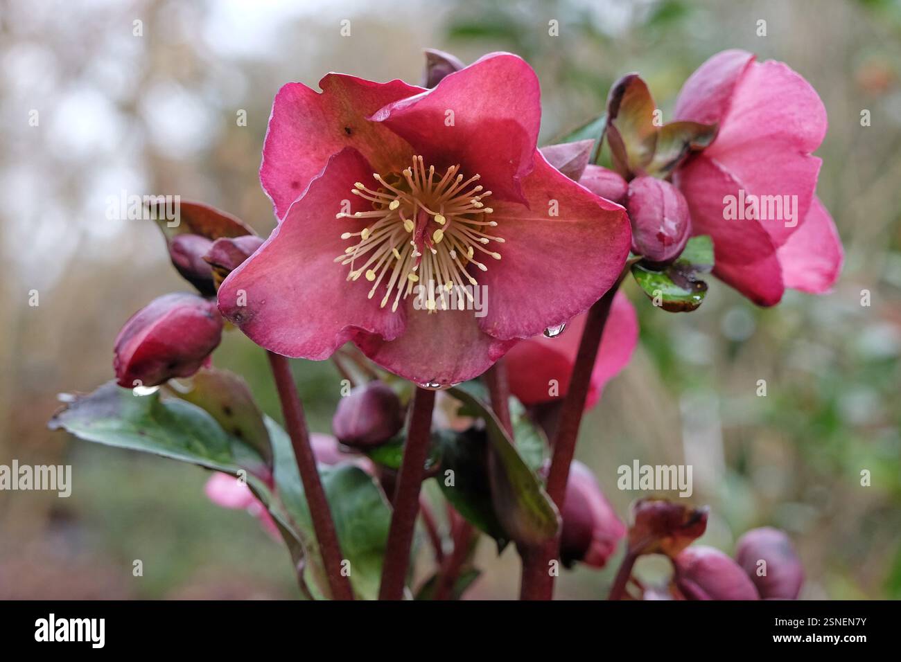 Helleborus, also known as hellebore, snow rose, lenten rose, ‘Anna’s ...