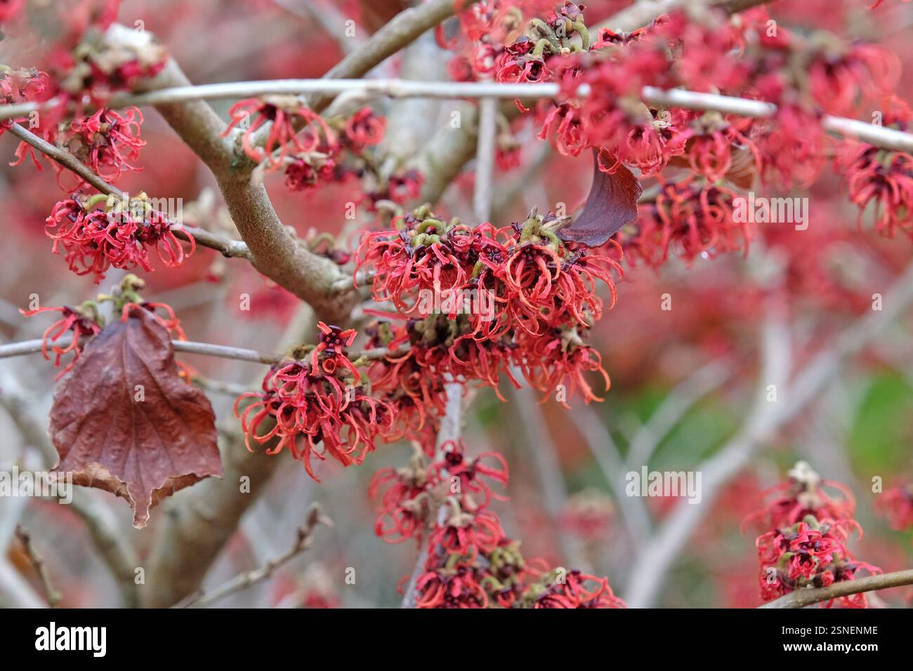 Red Hamamelis x intermedia ‘Rubin’, winter witch hazel in flower Stock ...