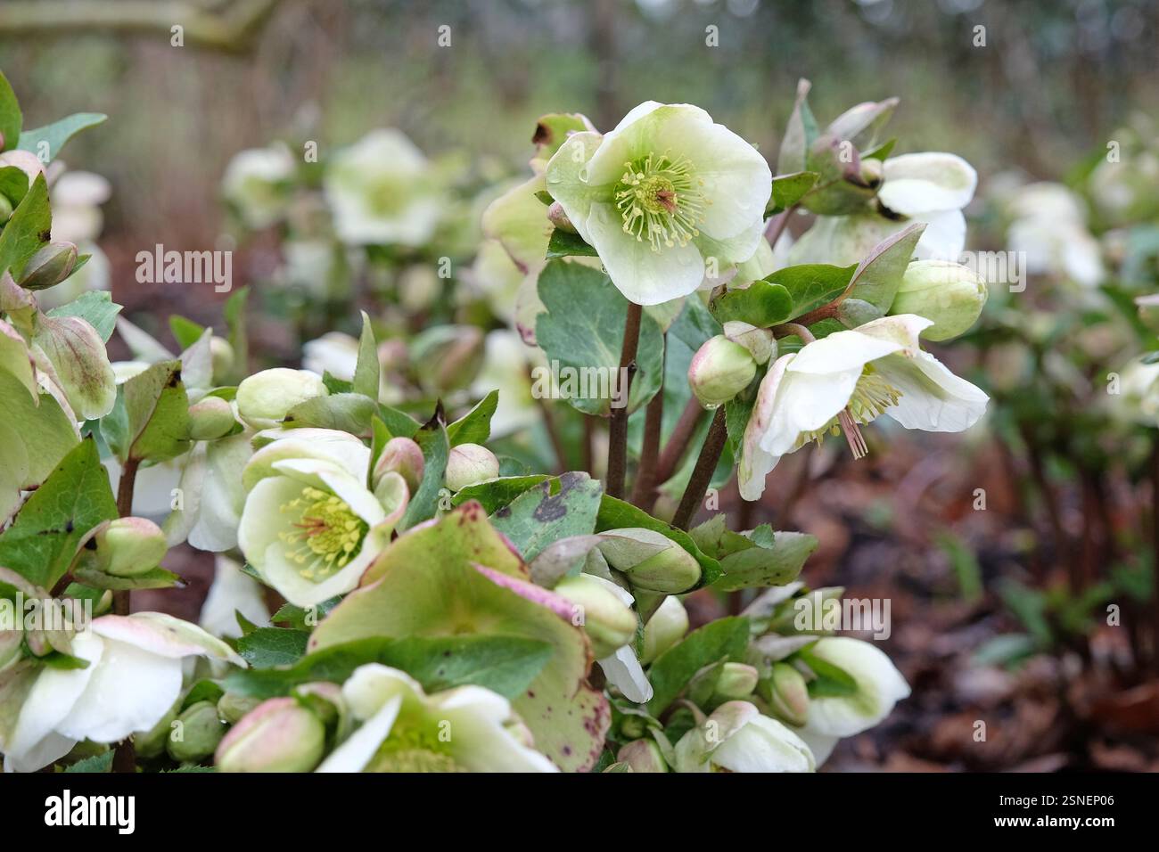 White Helleborus, also known as hellebore, snow rose, lenten rose ...