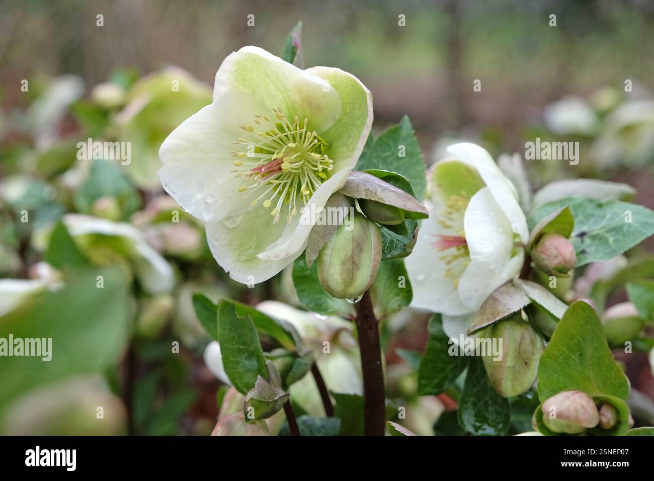 White Helleborus, also known as hellebore, snow rose, lenten rose ...