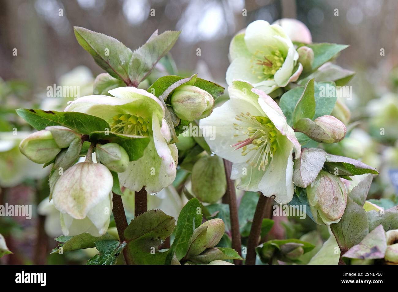 White Helleborus, also known as hellebore, snow rose, lenten rose ...
