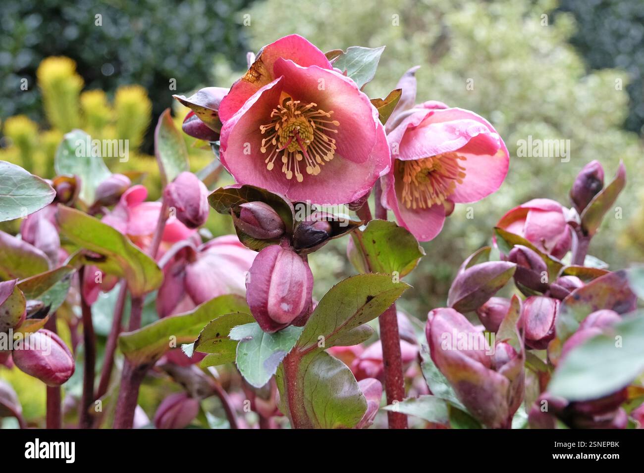 Pink red Helleborus, also known as hellebore, snow rose, lenten rose ...