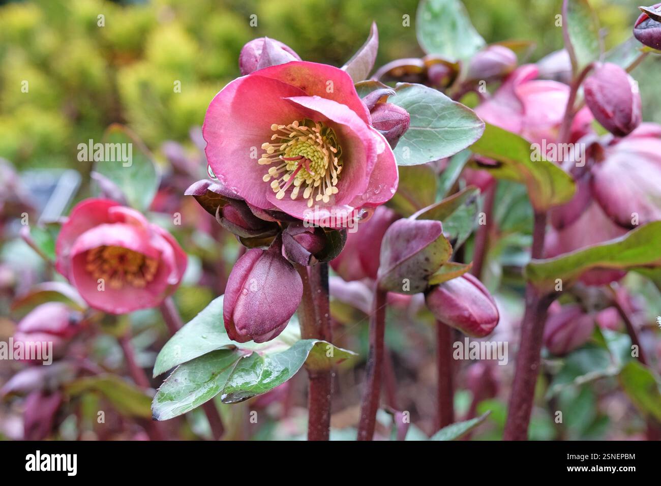 Pink red Helleborus, also known as hellebore, snow rose, lenten rose ...