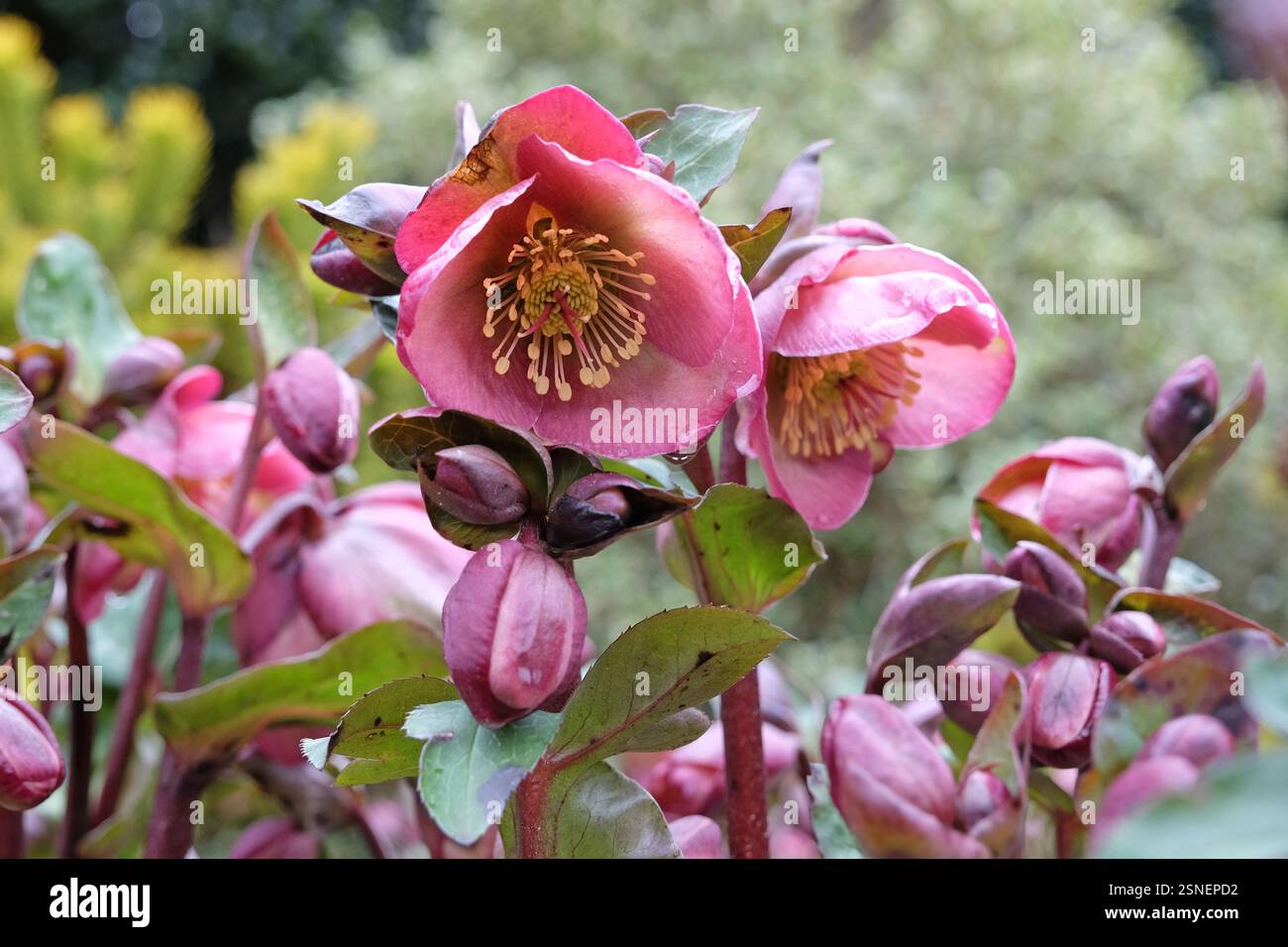 Pink red Helleborus, also known as hellebore, snow rose, lenten rose ...
