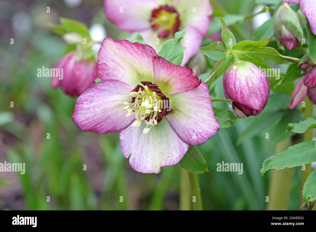 Pink and white Helleborus hybridus ‘Harvington picotee’ hybrid ...