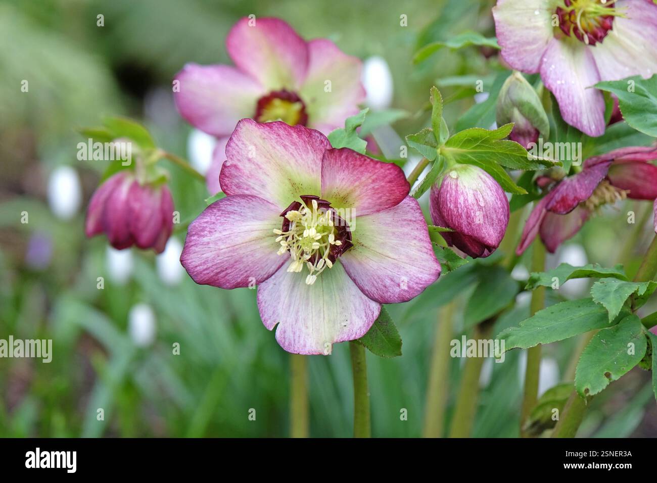 Pink and white Helleborus hybridus ‘Harvington picotee’ hybrid ...