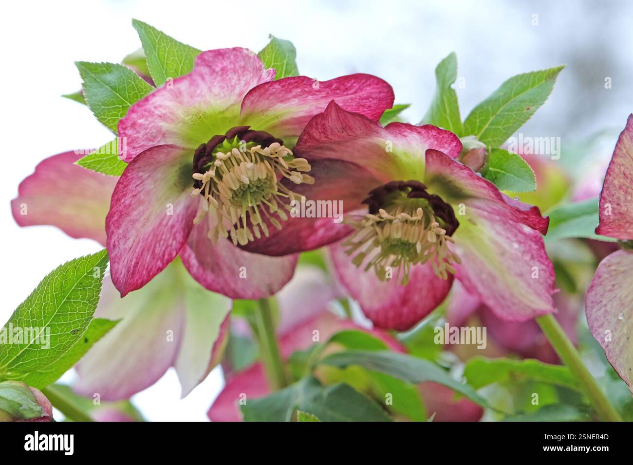 Pink and white Helleborus hybridus ‘Harvington picotee’ hybrid ...