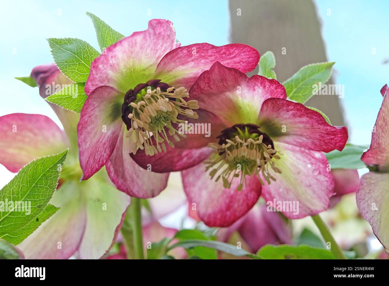 Pink and white Helleborus hybridus ‘Harvington picotee’ hybrid ...