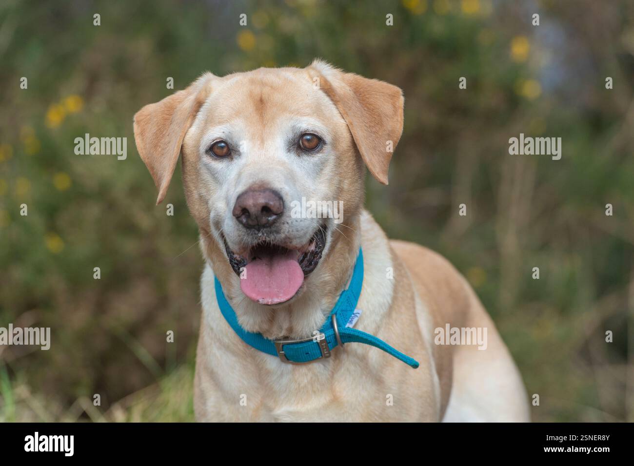 Yellow labrador adult standing hi-res stock photography and images - Alamy