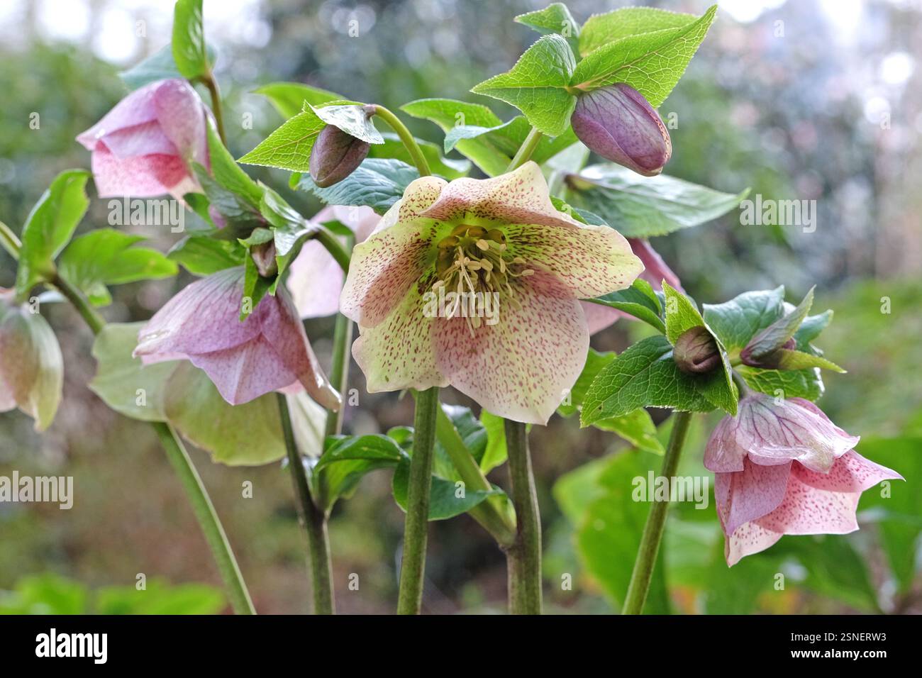Pretty ellen pink hi-res stock photography and images - Alamy