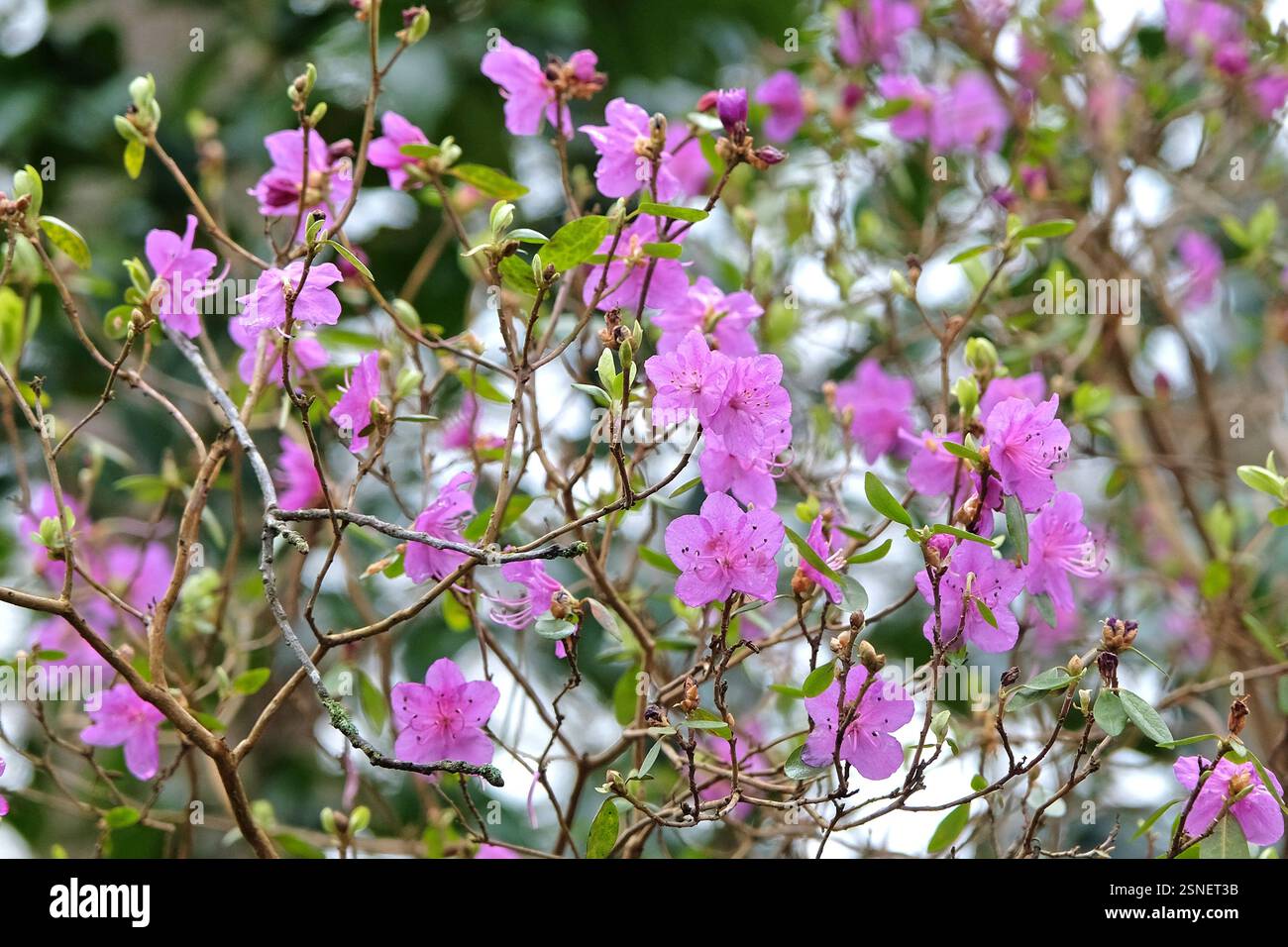 Dainty early flowering purple Rhododendron dauricum ‘Mid winter’ in ...