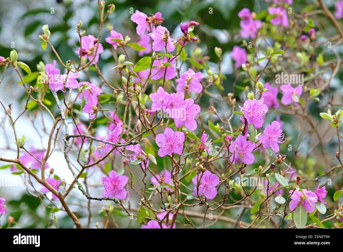 Dainty early flowering purple Rhododendron dauricum ‘Mid winter’ in ...