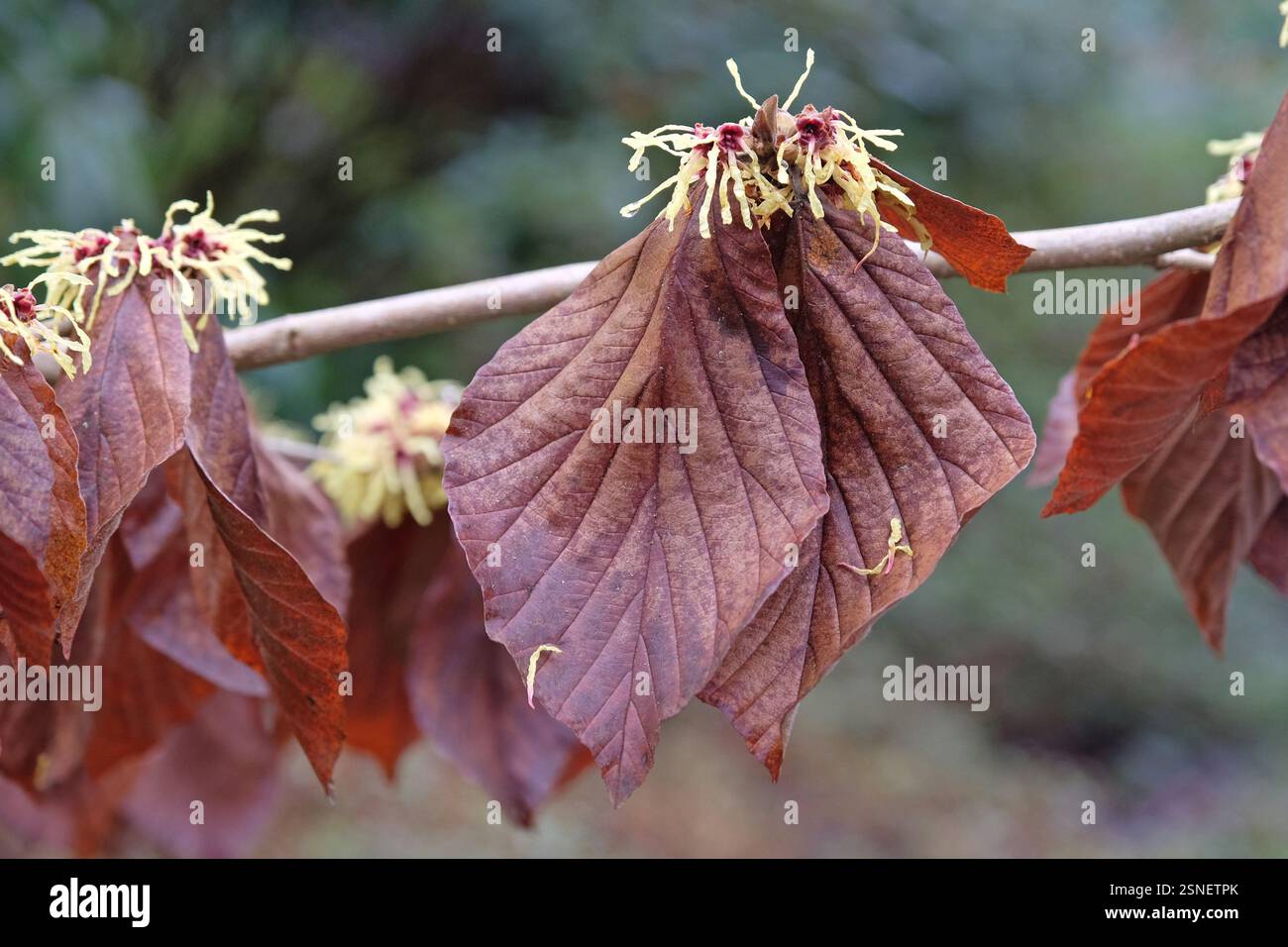 Bright yellow Hamamelis x intermedia ‘Moonlight’, winter witch hazel in ...