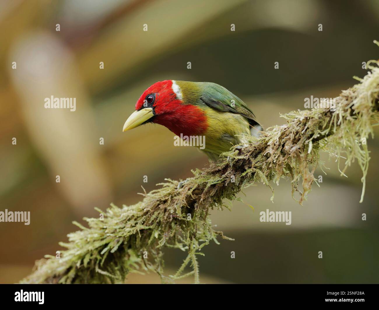 Red Headed Barbet Stock Photo - Alamy