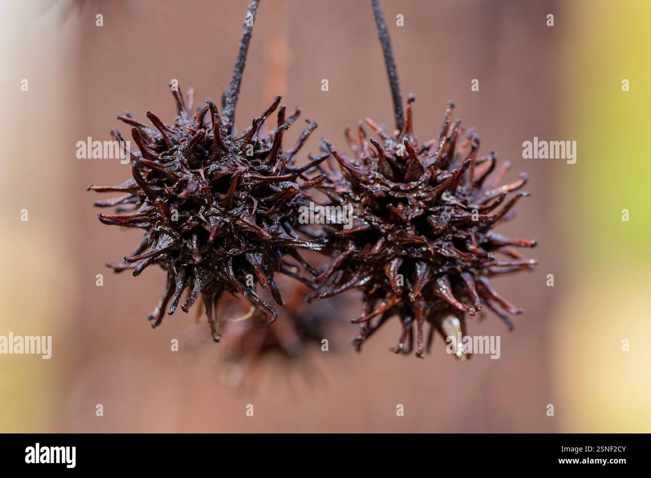 American sweetgum tree (Liquidambar styraciflua), American sweetgum ...