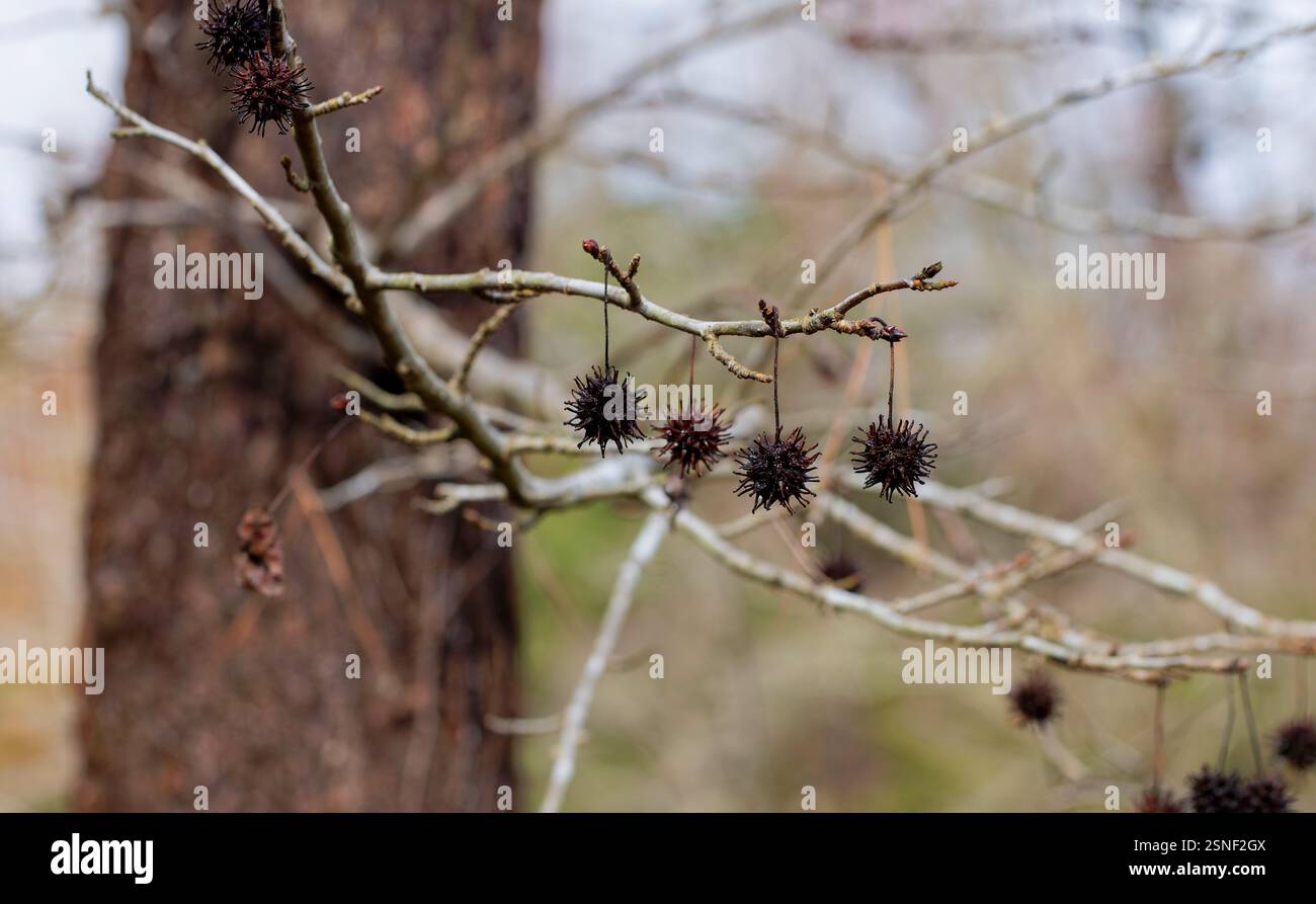 American sweetgum tree (Liquidambar styraciflua), American sweetgum ...
