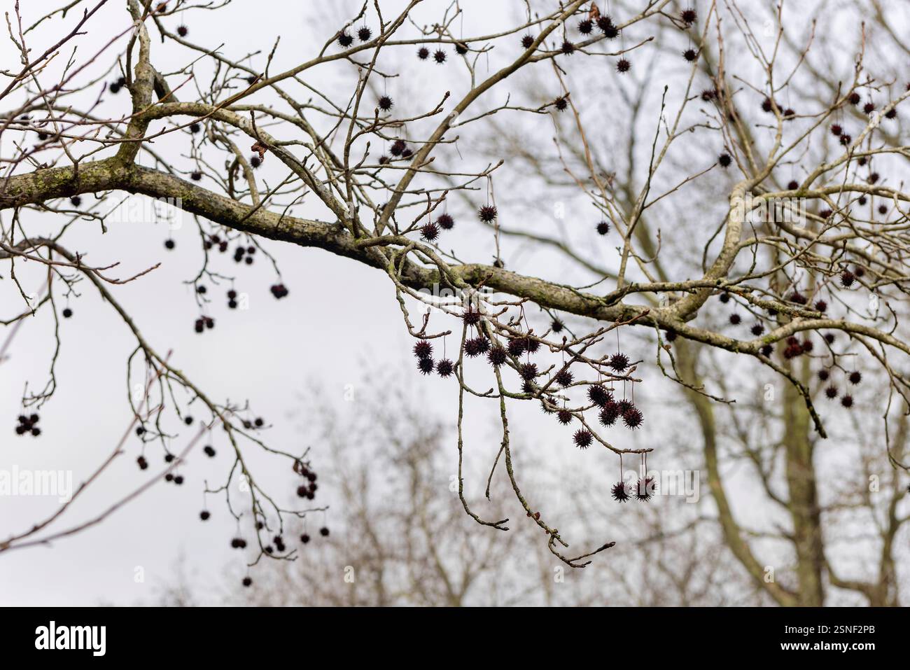 American sweetgum tree (Liquidambar styraciflua), American sweetgum ...