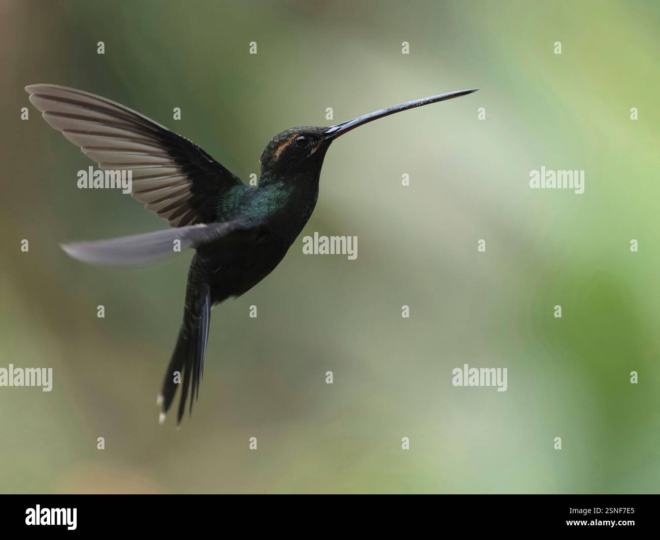 White Whiskered Hermit Stock Photo - Alamy