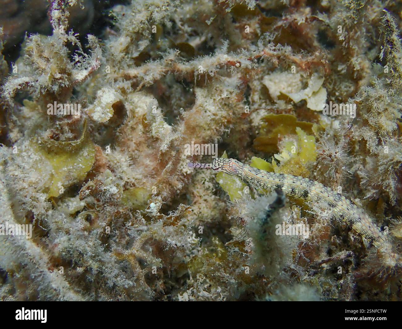 Messmate pipefish (Corythoichthys intestinalis) swimming among coral ...