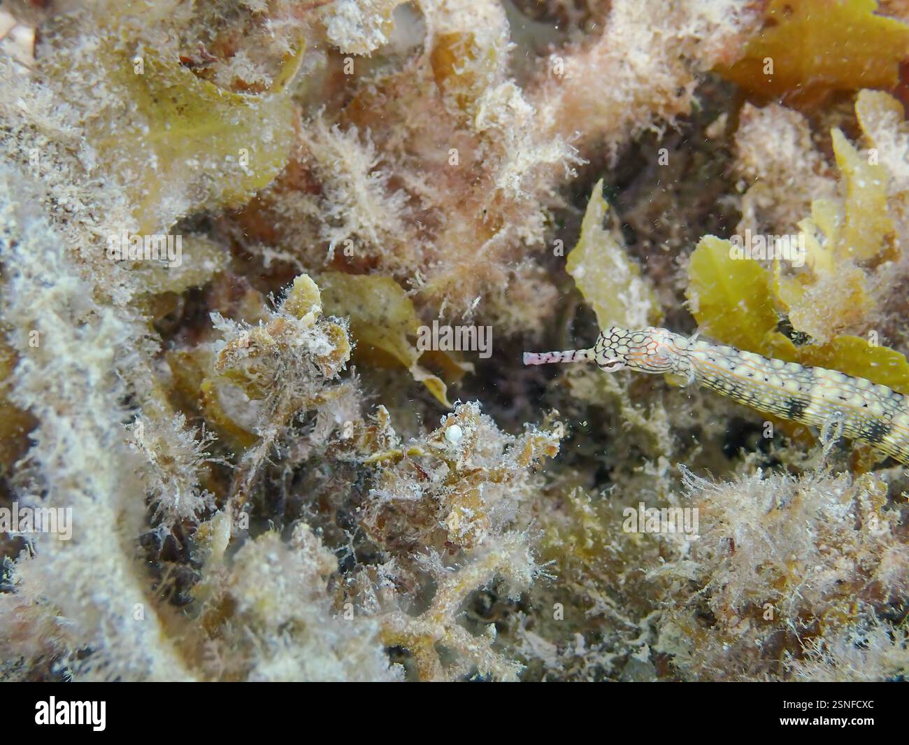 Messmate pipefish (Corythoichthys intestinalis) swimming among coral ...