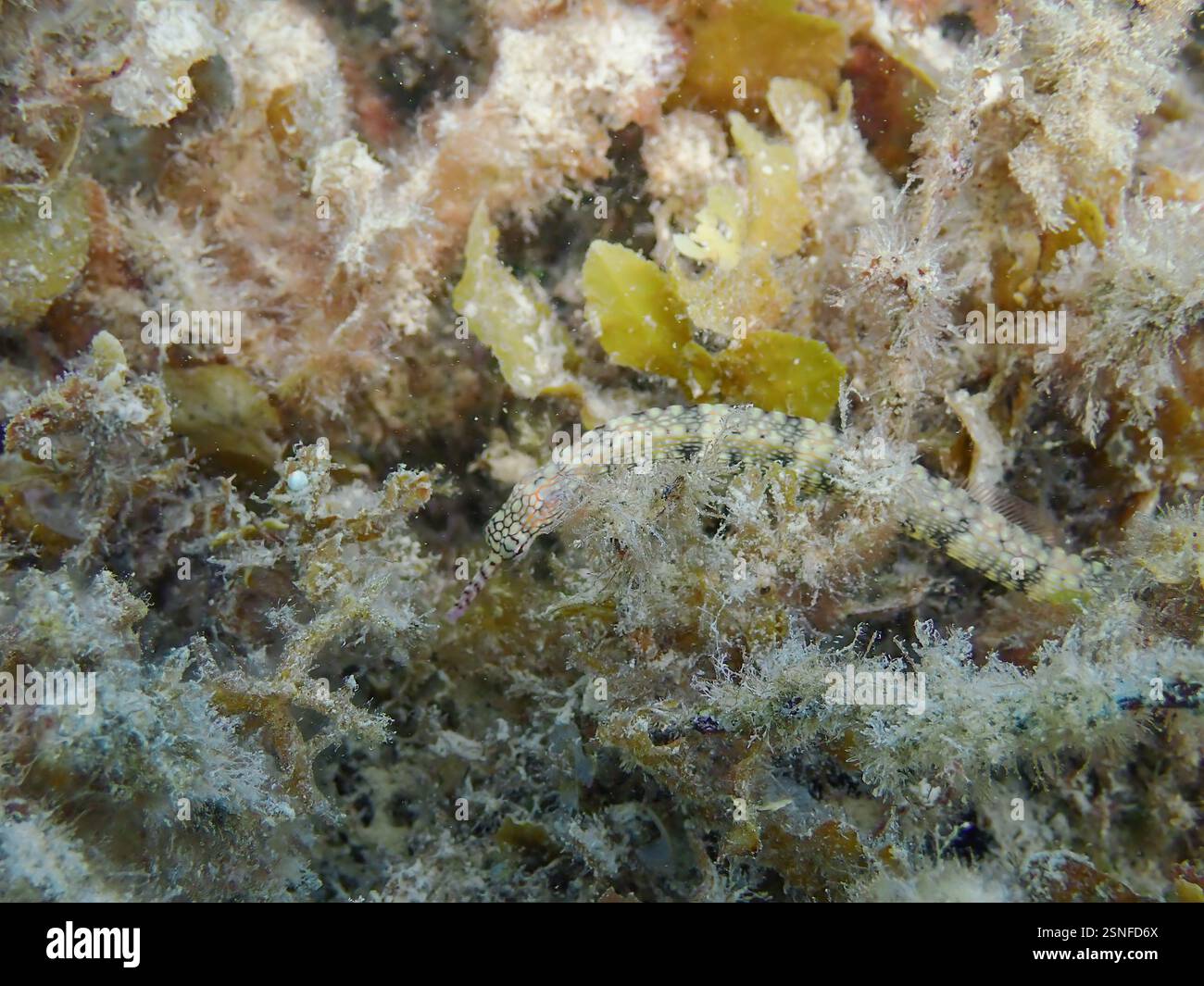 Messmate pipefish (Corythoichthys intestinalis) swimming among coral ...