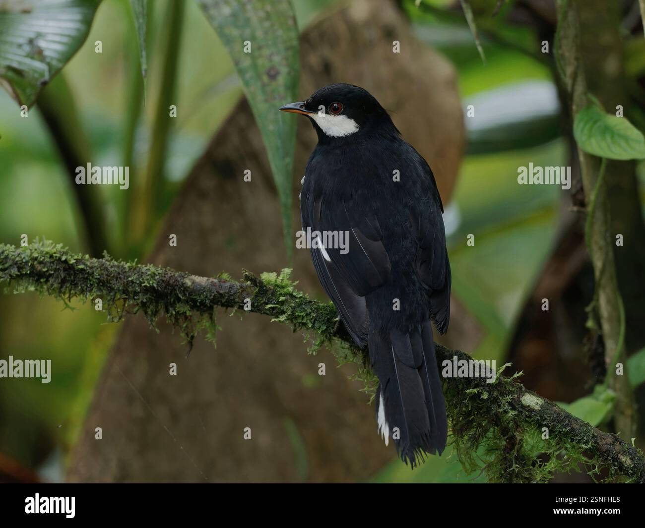 Ornithic bird watching tourist birdlife conservation nature wildlife ...