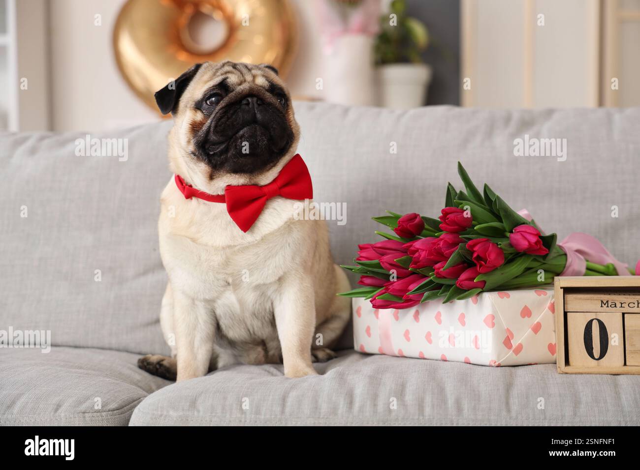 Cute pug dog with tulips and gift box at home. International Women's ...