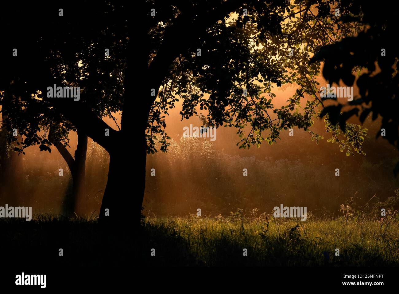 A warm and atmospheric scene of the golden hour sunlight streaming ...